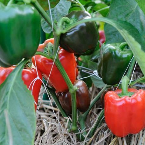 Seedling Information – Groundwork Denver